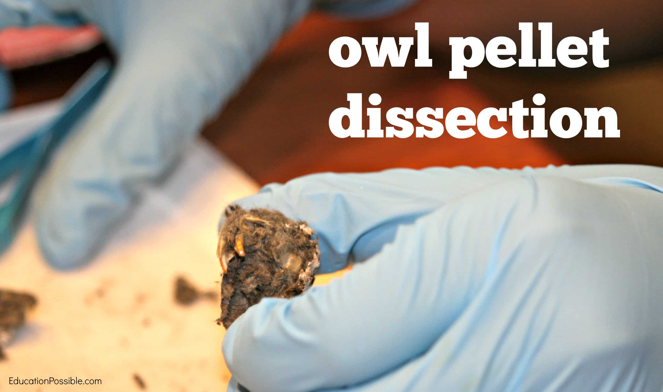 Owl Pellet Dissection