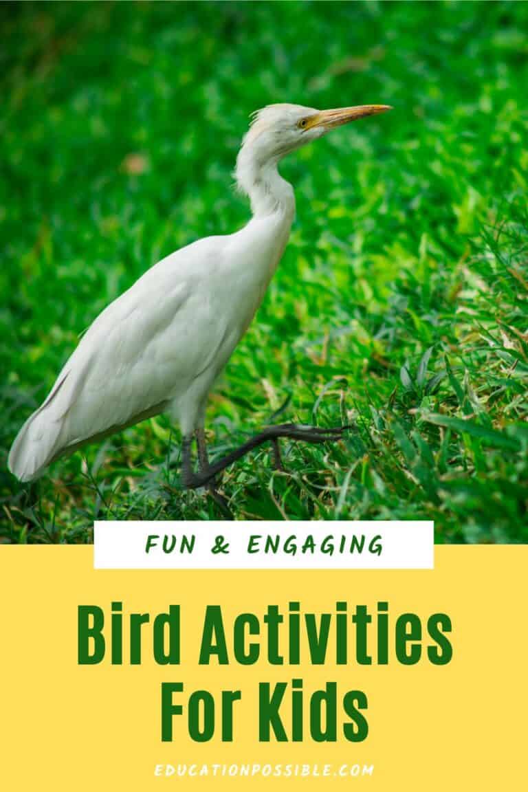 Fun Bird Activities for Kids